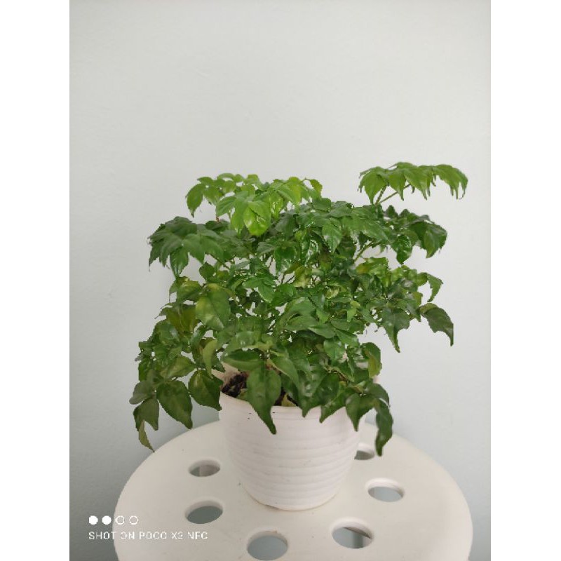 Radermachera Sinica, China Doll Plant, Ready Stock, Live Plant, Indoor ...