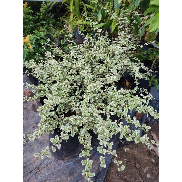 Carmona Retusa/Hokkien Teh pokok tea Pagar batik ( bahan bonsai ...