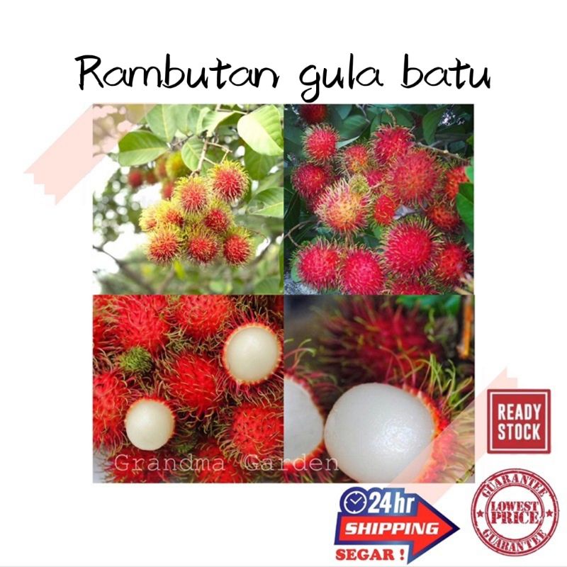 (GG real plant) anak pokok rambutan gula batu ^ cepat berbuah hybrid ...