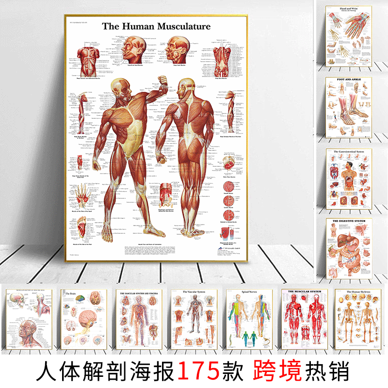 Popular Science Teaching Office Decoration Poster Human Anatomy Poster ...