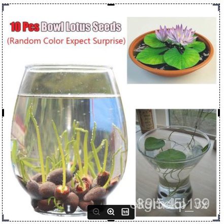 ☘️Four Seasons Aquatic Bowl Lotus Seed Hydroponic Plant Water ...