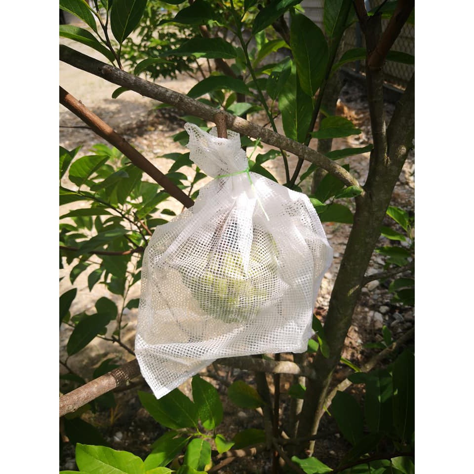 MEIRYO 30 Fertigation & Wrapping Bag (100pcs/pack) | Shopee Malaysia