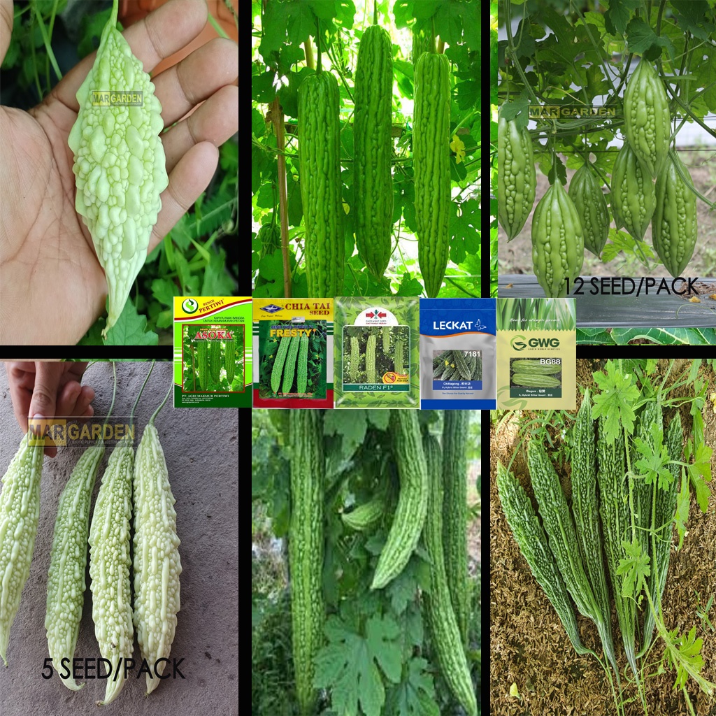 PREMIUM SEED - 5 biji benih peria buah besar dan panjang tahan penyakit ...