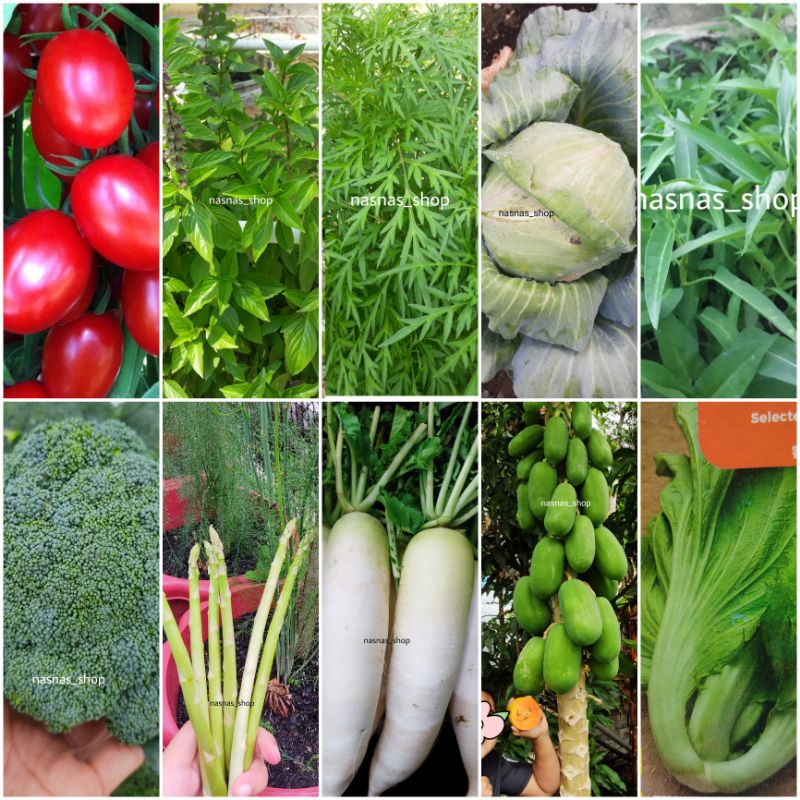 Benih Sayuran Pelbagai Vegetable Seed Pek Jimat Seeds Vege Basil ...