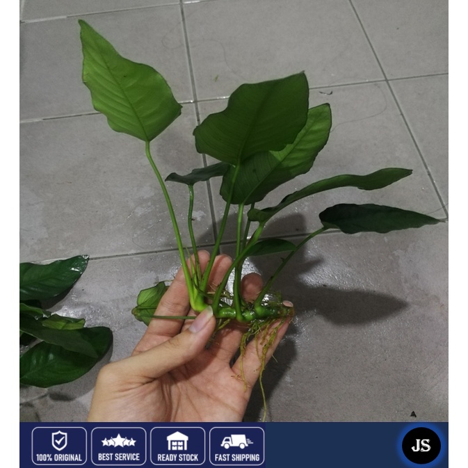 🔥Buy 3 Free 1🔥Anubias, Windelov & Java Fern Aquatic Live Plant (Anubias Nana/Pokok hiasan ...