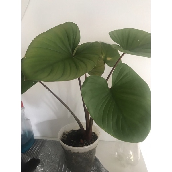 Anak pokok Kemoyang Batang Merah 🌱🌱 | Shopee Malaysia