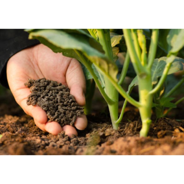 Neem Cake- enhanced with Pongamia Cake and Castor Cake - HIGH QUALITY ...