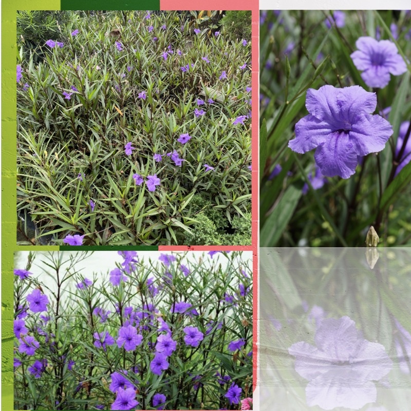 PLANT - BUNGA RUELLIA - OUT DOOR PLANT | Shopee Malaysia