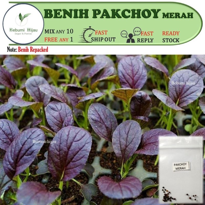 20 biji benih PAKCHOY MERAH / Ungu Pak choy red seeds | Shopee Malaysia