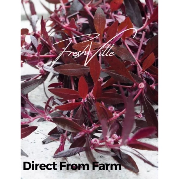 FreshVille Daun Keremak Merah - 紅田乌 - Sessile Joyweed (100g) | Shopee ...