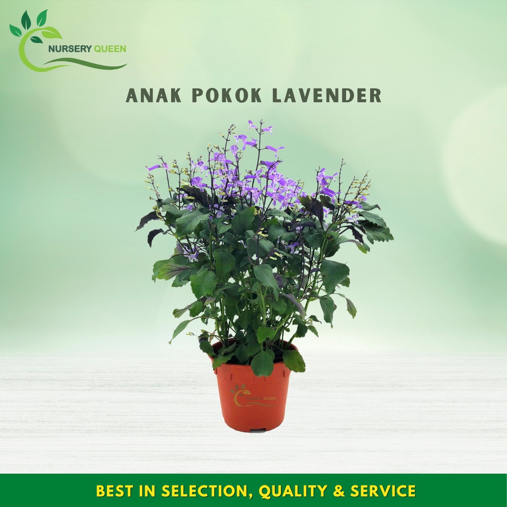 Anak Pokok Bunga Lavender [Max of 4 trees each parcel] Plectranthus ...