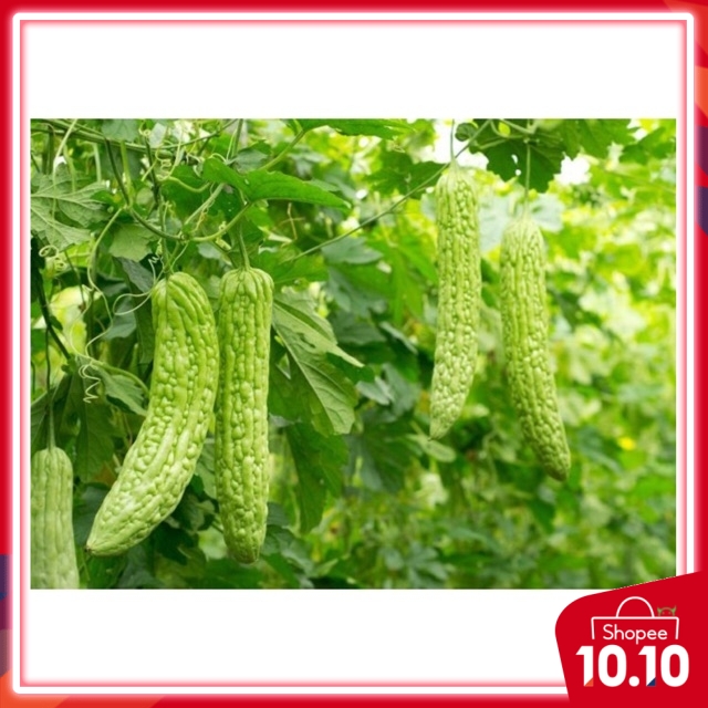 3pcs seeds PERIA BESAR KURANG BIJI KURANG PAHIT long bitterguard ...