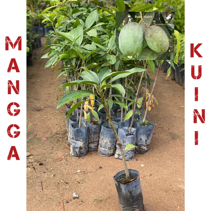 Pokok mangga kuini thai ( hybrid ) / pokok buah mangga kuini thai cepat ...