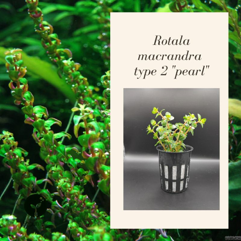 🔥🔥Buy 5 free 1🔥🔥 AQUATIC PLANT/AKUATIK/POKOK AIR/POKOK AKUARIUM ...