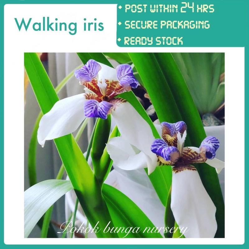 PBN - walking iris - pokok bunga nursery north's false flag neomarica ...