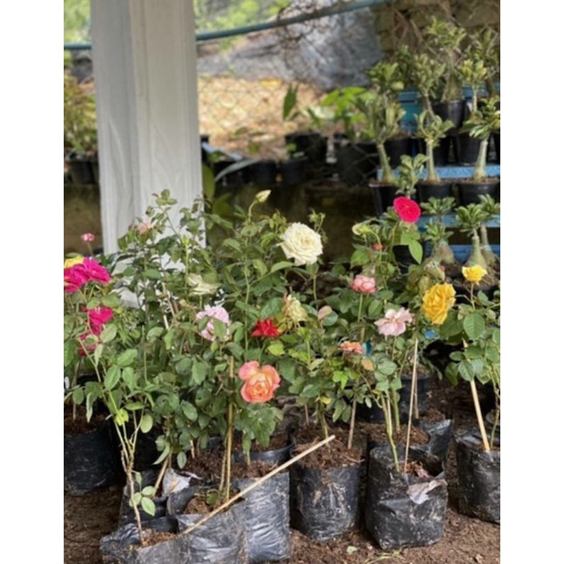 Pokok bunga rose mawar thai ( hybrib ) live plant / wangi ( rose mawar thai ) murah | Shopee ...