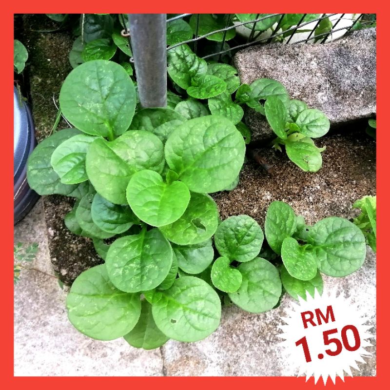 L28 Benih Bayam Malabar / 大叶木耳菜（帝皇苗）种子 / Ceylon spinach / Vegetable ...