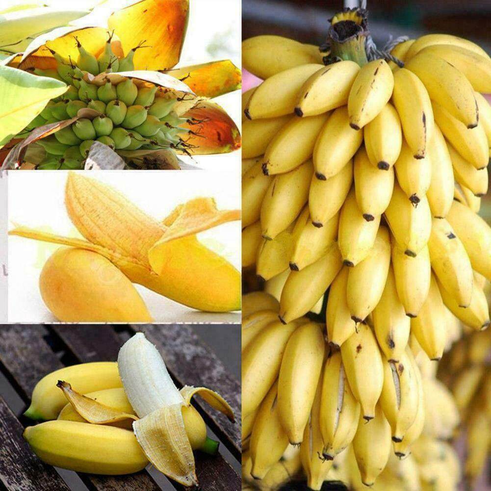 50pcs Banana Seeds Rare Mini Banana Seeds Home Garden Planting Fruit ...