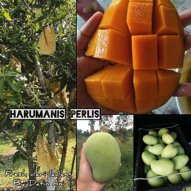 MANGGA HARUMANIS PERLIS 💯 FRESH DARI LADANG | Shopee Malaysia