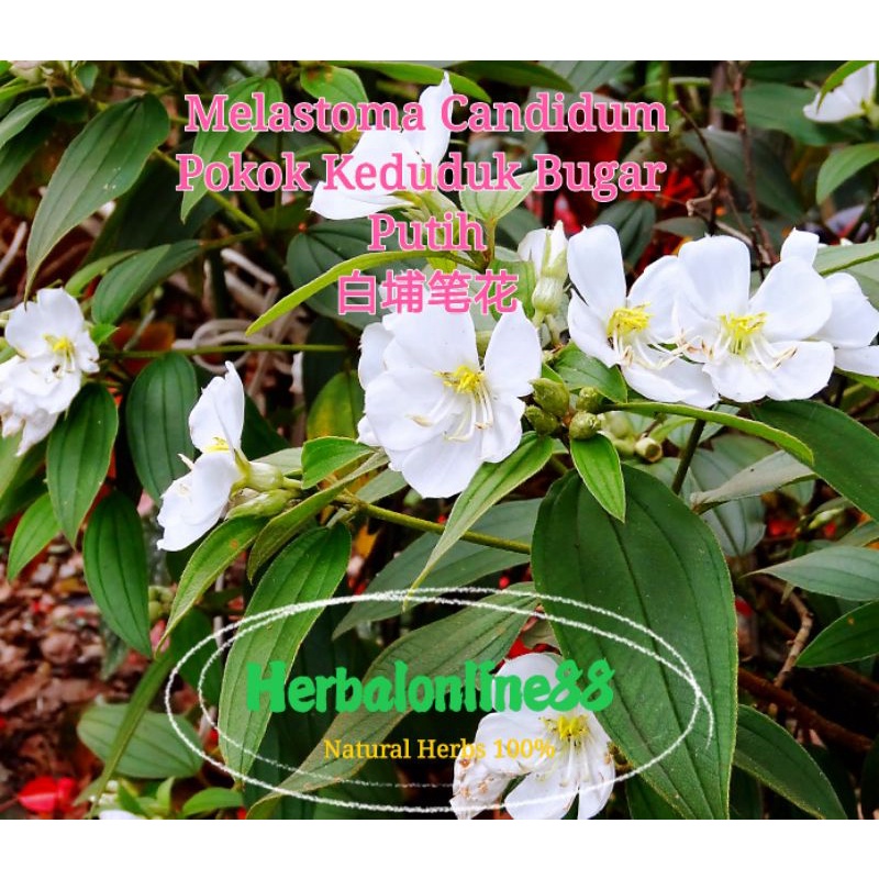 Melastoma candidum/Common Melastoma/Senduduk Putih🌳Pokok keduduk bugar ...