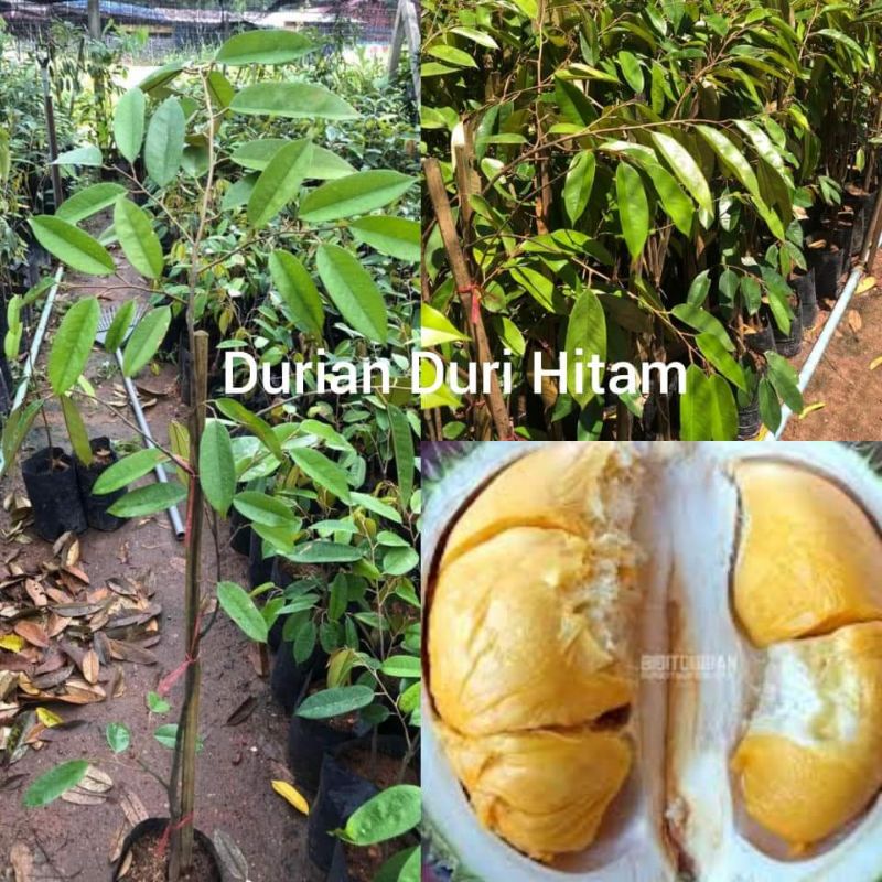 pokok durian duri hitam hybrid/ochee/D200 | Shopee Malaysia