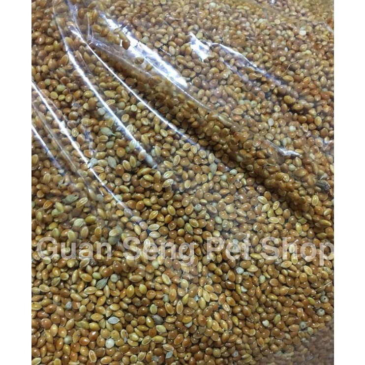 Sambau Campur 20kg Bird Feed Makanan Burung Merbok Terkukur Baji 20kg ...