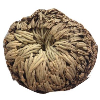 1pc Rose of Jericho resurrection plant 1piece/powder (Selaginella ...