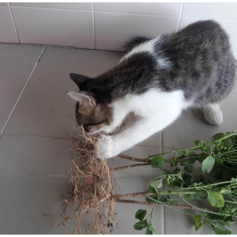 CATNIP/AKAR POKOK KUCING GALAK 7PCS | Shopee Malaysia