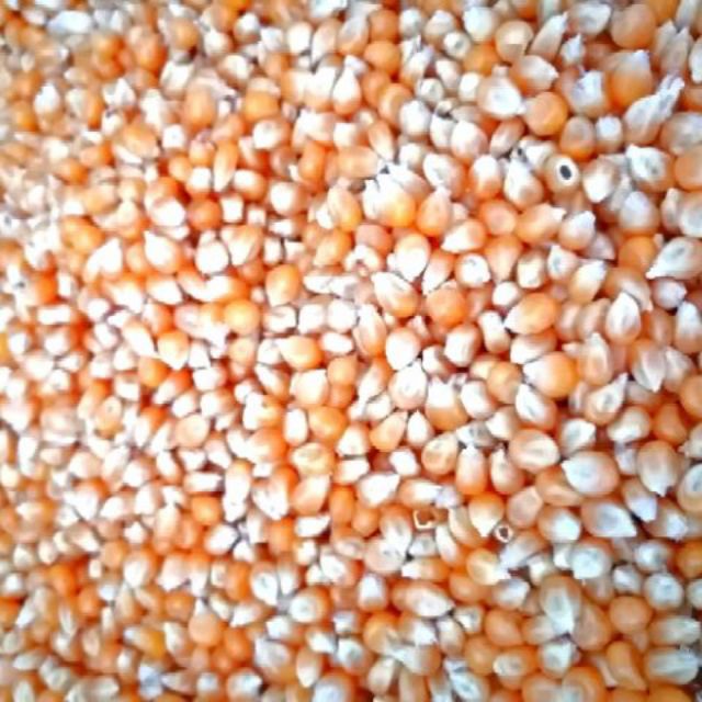 BERTIH JAGUNG/ POPCORN SEDAP HOMEMADE 200g | Shopee Malaysia