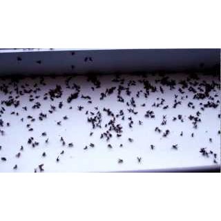 Original Q-Bayt WG10 spray Racun Penghapus Lalat / ubat lalat ...