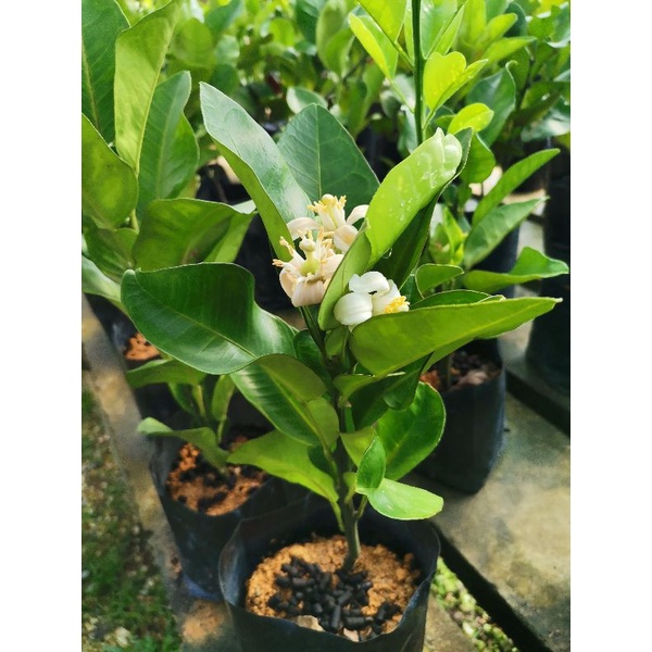 Happy Garden - Anak Pokok Pomelo Manis *Sesuai Tanam Pasu / 甜柚子树苗 ...