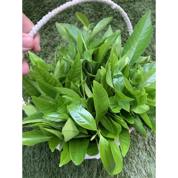 Pucuk Serai Kayu Daun Samak Ulam Nasi Kerabu | Shopee Malaysia