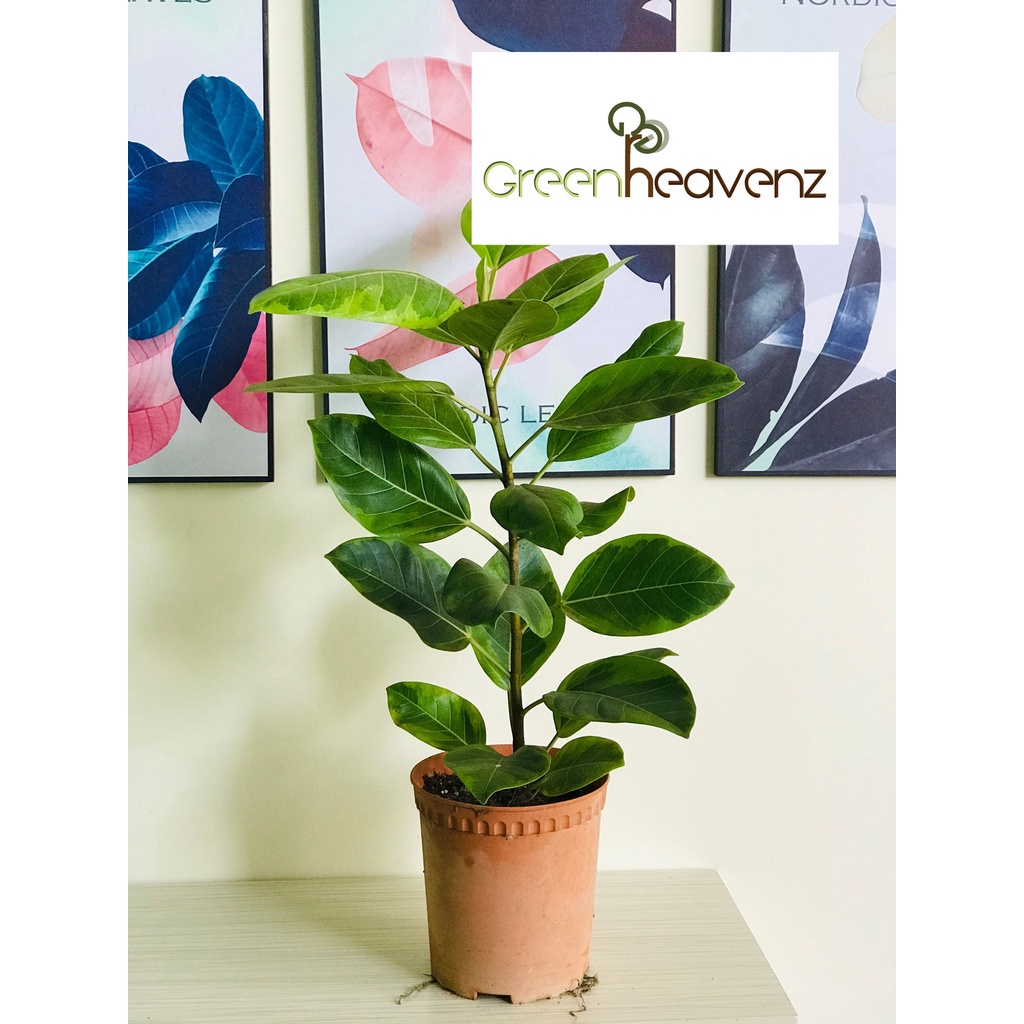 Ficus Elastica Live Plant Pokok Indoor Hiasan 印度橡皮树 | Shopee Malaysia