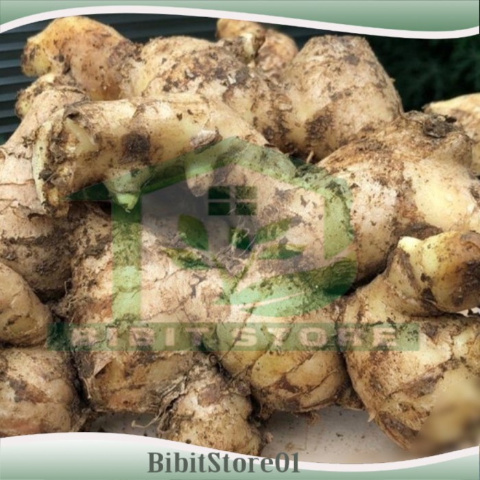 PUTIH White Ginger - Super Jumbo Elephant Ginger 1 Kg 1 Kg Fresh Young ...