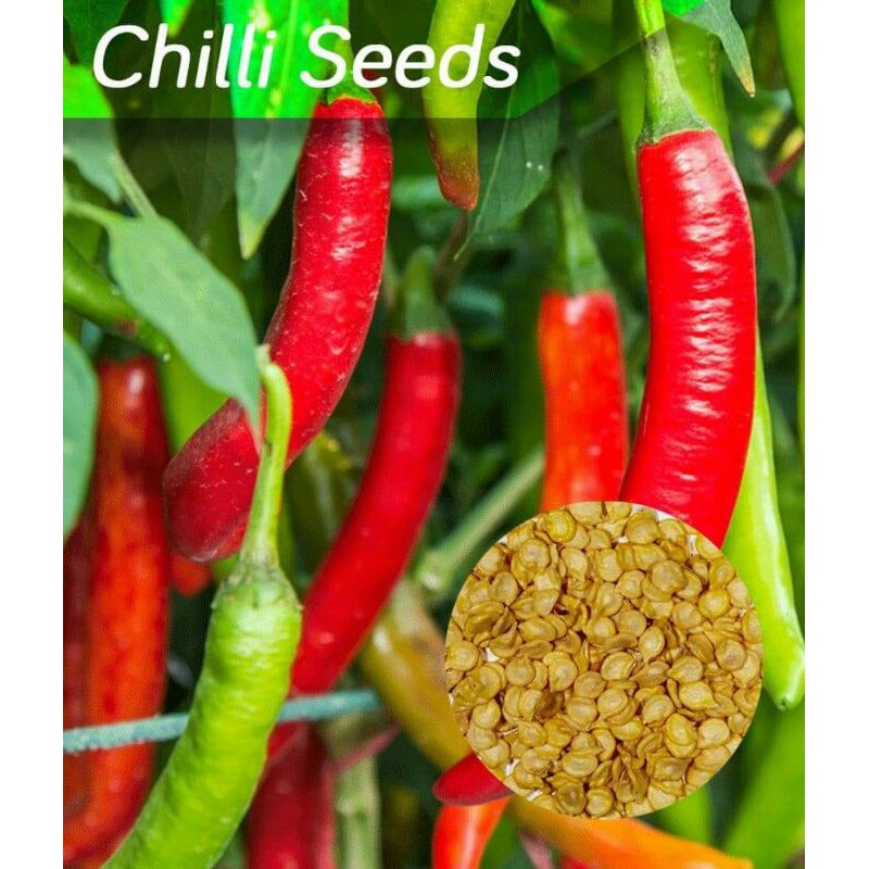 🔥FAST GROWING🔥 50 PCS Red Chilli Seeds / Biji Benih Cili Merah / 红辣椒种子 ...
