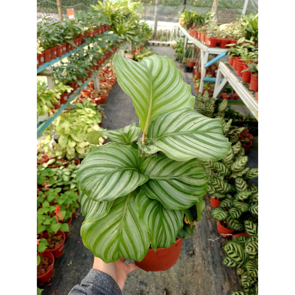 ANOR - Calathea Orbifolia live indoor plant / Anak Pokok Calathea ...