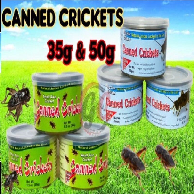 Canned Crickets🦗罐头蟋蟀🦗Jangkerik Tin 🦔35g Small Size & 50g Big 🦎 | Shopee ...