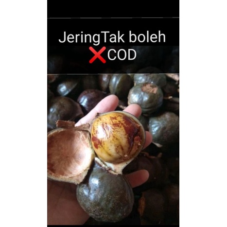jering / Jengkol / jering tua / jering muda / jering goreng 1 kg ...