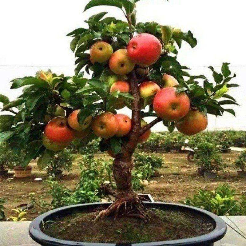 Ready stock Fruit seedling Anak pokok epal ditanam di dalam pasu di ...