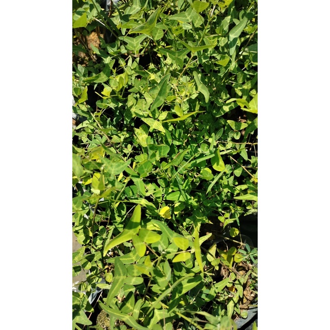 DAUN RERAMA HIJAU ASLI / POKOK HERBA | Shopee Malaysia