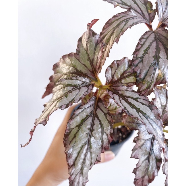💕PLM💕 Begonia Supernova, Cane Begonia, Live Plant | Shopee Malaysia