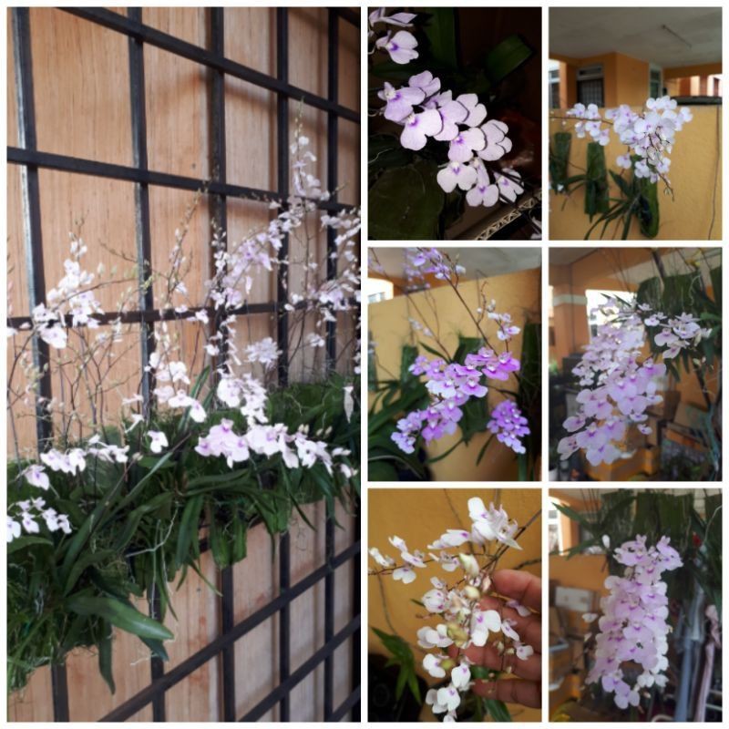 INOPSIS／SAKURA MATURED SAIZ(Flowering) | Shopee Malaysia