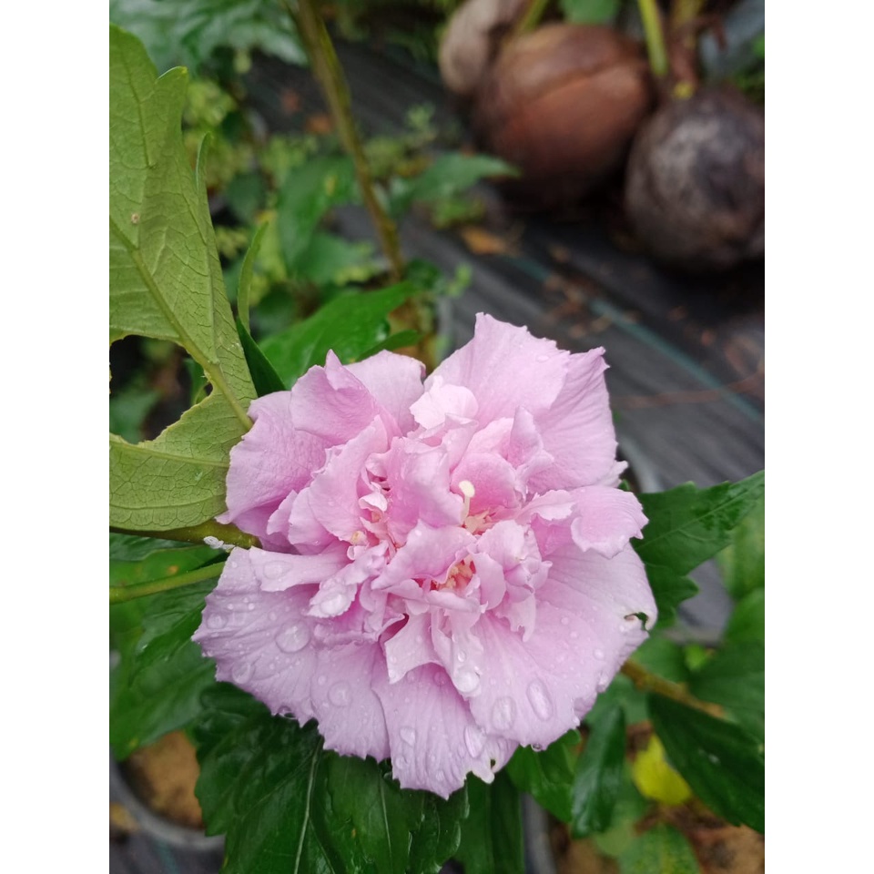 Pokok Bunga Raya/Hibiscus Syriacus - Purple Rose of Sharon Dengan ...