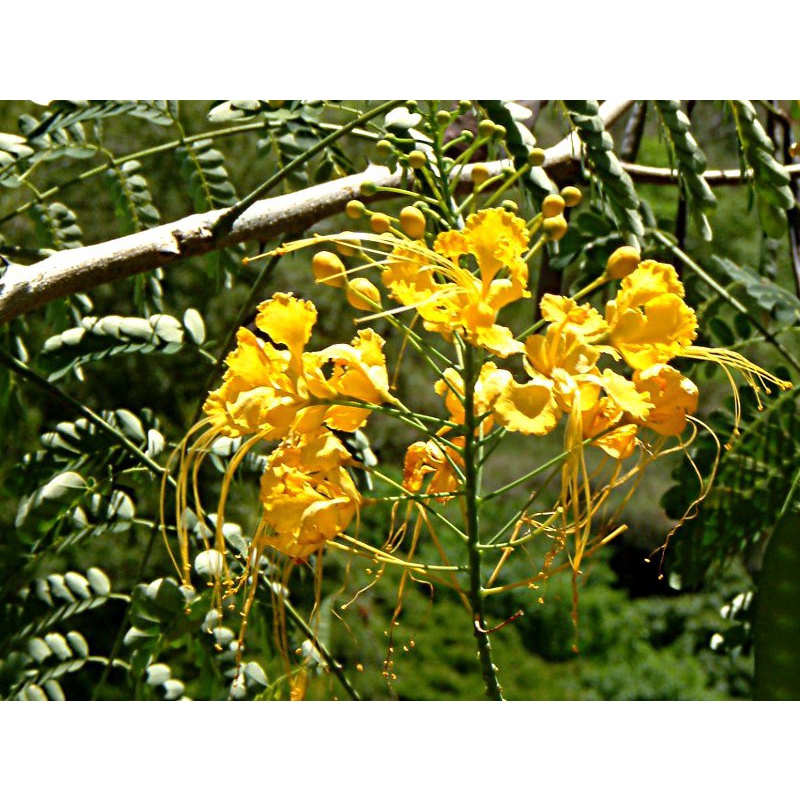 ANOR - Anak Pokok Bunga Kembang Merak / Caesalpinia Pulcherrima plant ...