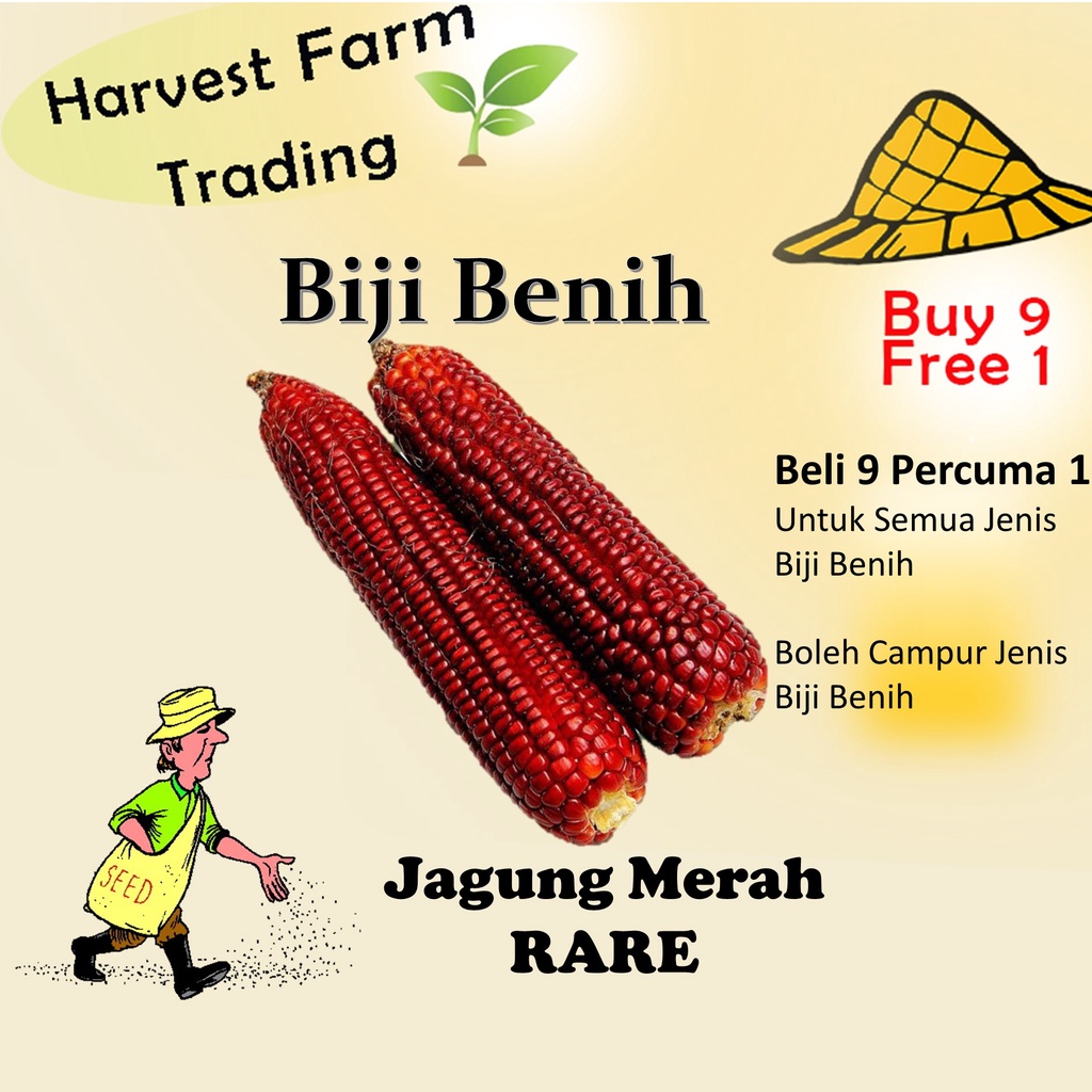 Benih jagung merah 14 pcs Sweet Ruby Red Corn Rare Benih Jagung Manis ...