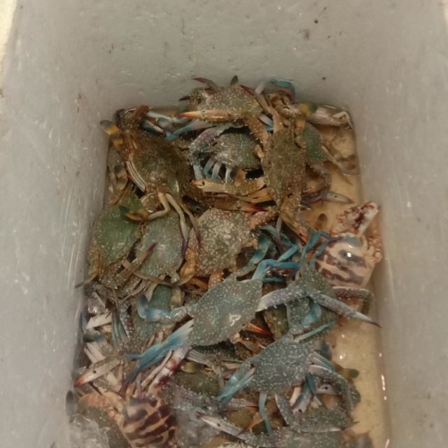 Ketam Bunga Segar Saiz Sedang | Shopee Malaysia
