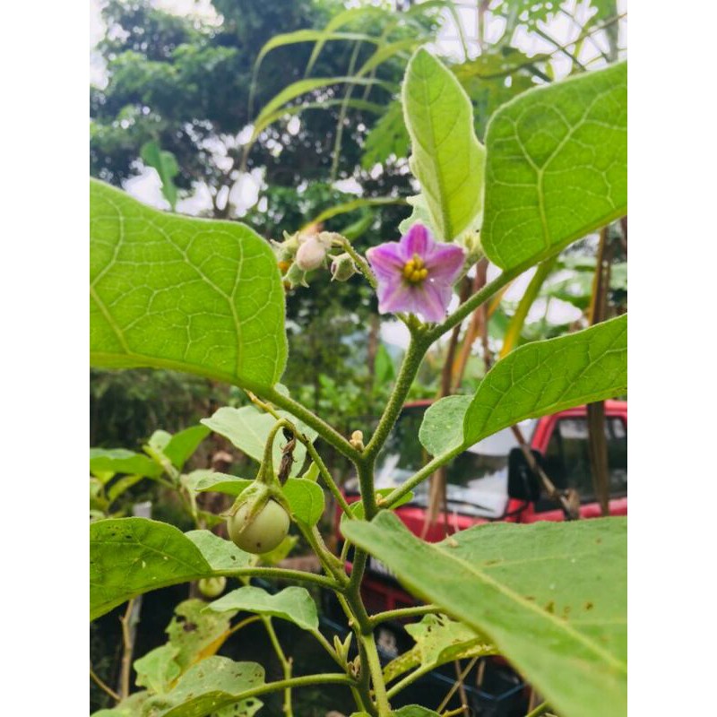 30 biji benih terung ulam ( bulat putih) | Shopee Malaysia