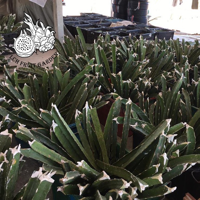 Keratan Merah Benih Anak Pokok Buah Naga \ Dragon Fruits Plant(Red) \ 红龙果枝條 | Shopee Malaysia