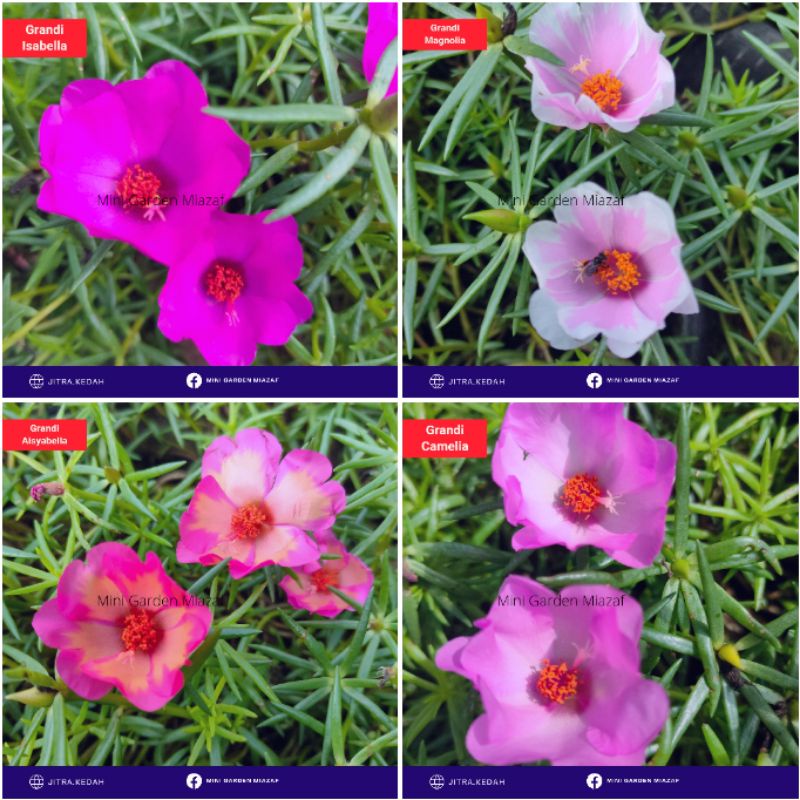 💥Ros Jepun Grandi Bunga Besar Murah💥 | Shopee Malaysia