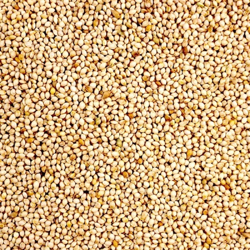 White Millet Bird Food Feed (20kg) | Shopee Malaysia